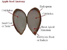 Apple Tree Reproduction